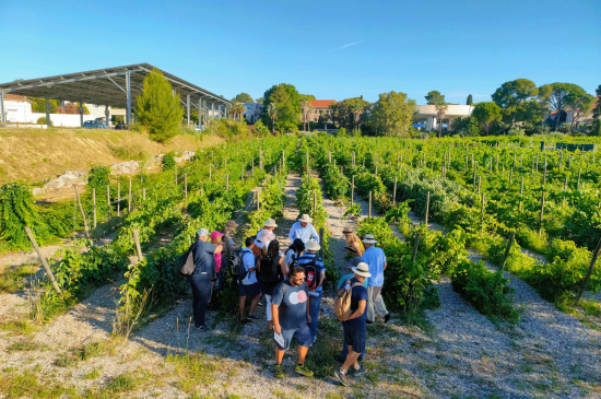 OIV - International Organisation of Vine and Wine