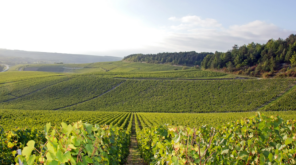 45th World Congress of Vine and Wine | OIV