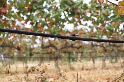 Working for a sustainable use of water in viticulture | OIV